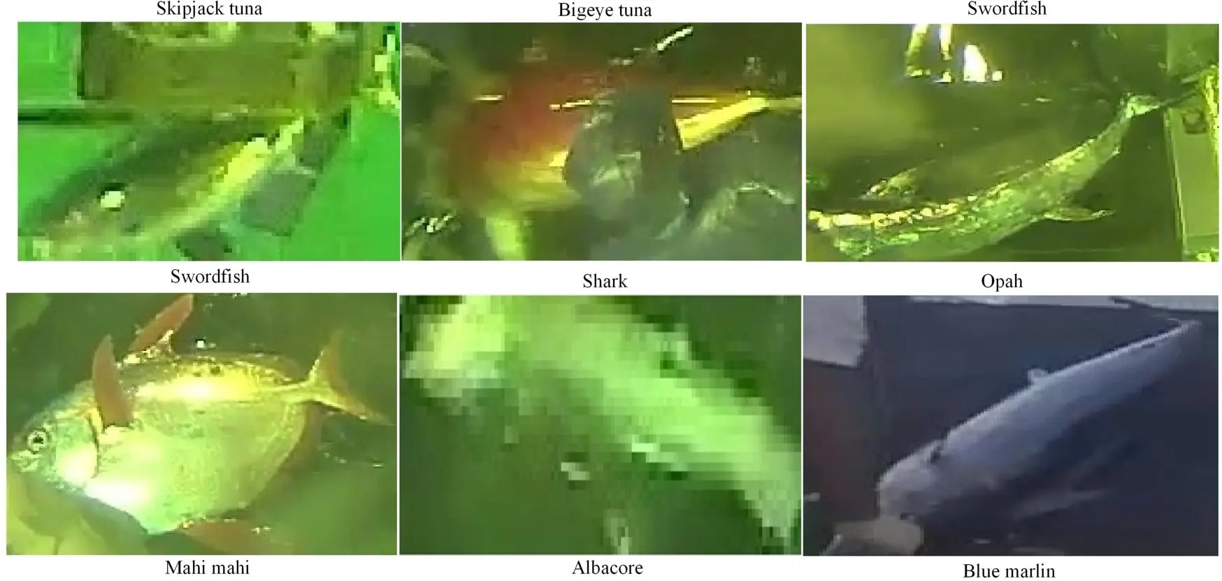 Underwater Fish Annotation Using Labellerr